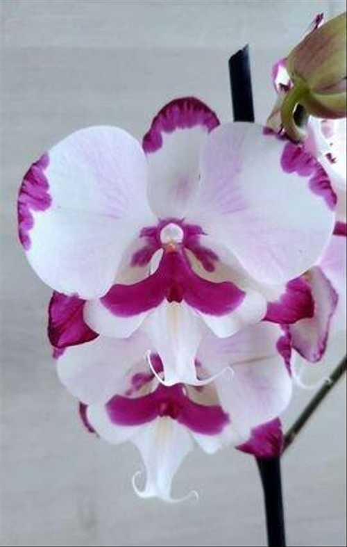 Орхидея фаленопсис редкая расцветка big lip 95521
