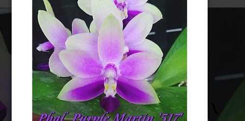 Орхидея фаленопсис Purple Martin 517