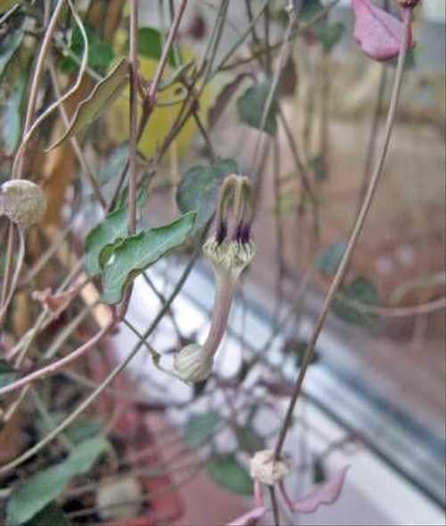 Церопегии - Ceropegia woodii; Ceropegia linearis