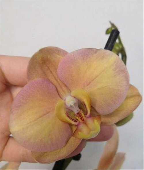 Орхидея Африканский закат/Карина