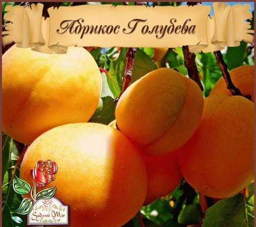 Саженцы Абрикос Голубева