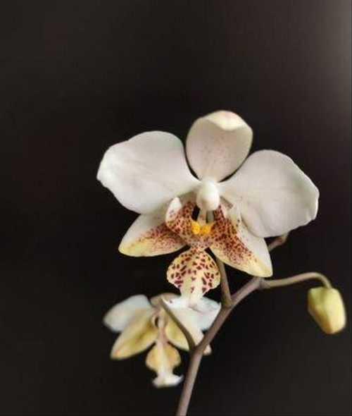 Орхидея Phal stuartiana var. nobilis 915