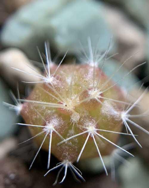 Эхинокактус грузони echinocactus grusoni