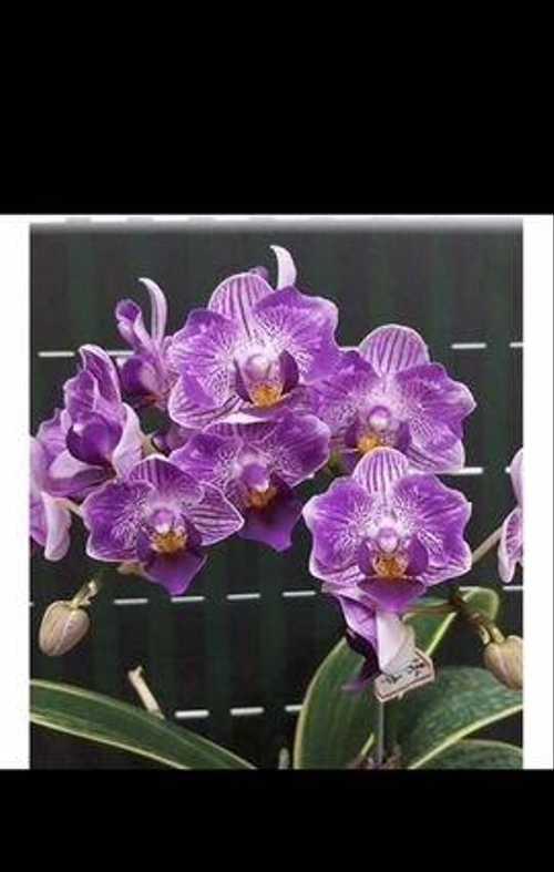Орхидея Sogo Vivien ‘SoGo F858’ (varegata & pelori