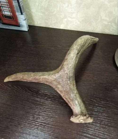 Рога лося продаю