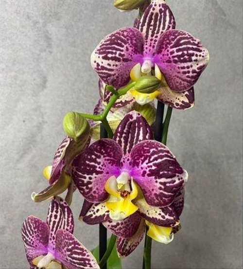 Орхидея фаленопсис Пиниф
