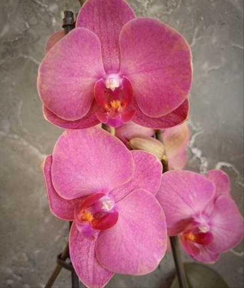 Орхидея фаленопсис малиновая миди