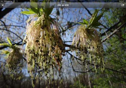 Caженцы деревьев, липы, белой акации