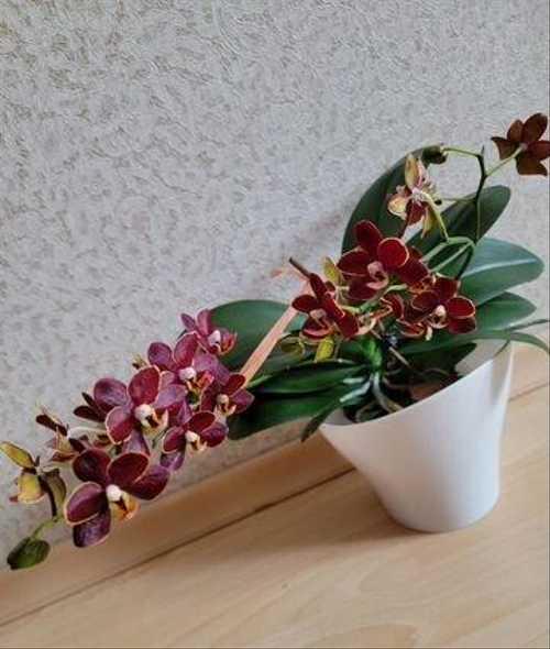 Орхидея фаленопсис Esmee (red sweety) мультифлора