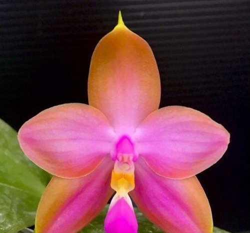 Орхидея фаленопсис (Nobby's green eage - dragon tr