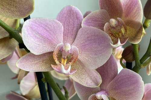 Орхидея фаленопсис мультифлора Rose