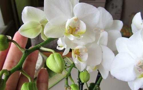 Орхидея Фаленопсис micro (микро)