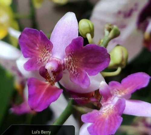 Орхидея фаленопсис малыши разные