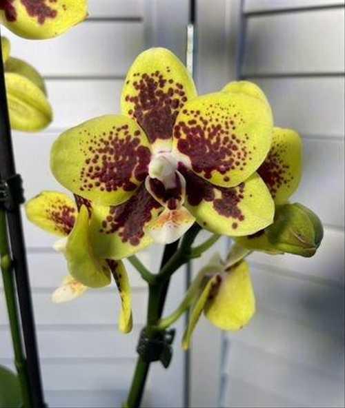Орхидея фаленопсис восковая
