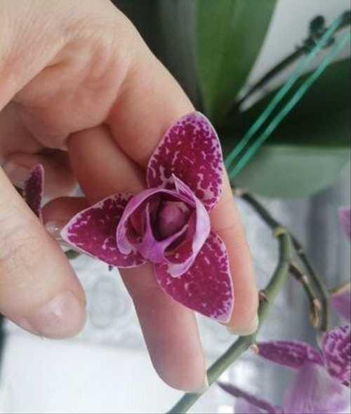 Орхидея фаленопсис мини пелор