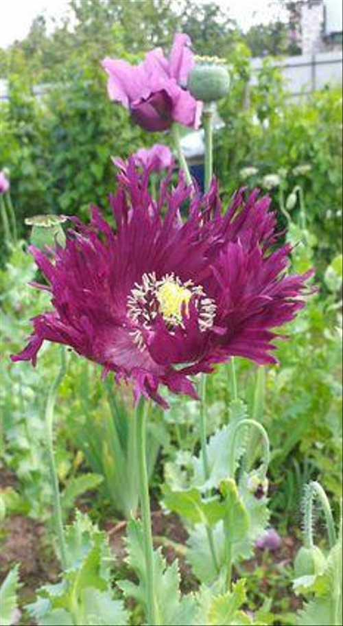 Семена Папавера ассорти