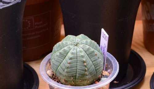 Euphorbia Obesa (Эуфорбия Обеса) SCT28296