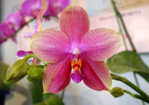 Орхидея Phal. Sweet Memory B21 2.5"