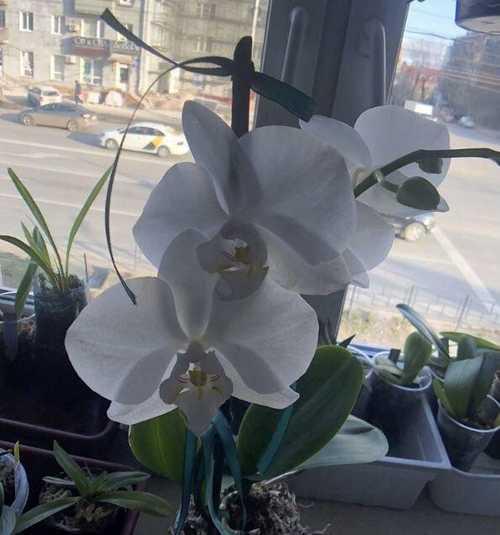 Орхидея фаленопсис белый (детка)