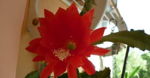 Эпифиллум (Epiphyllum)