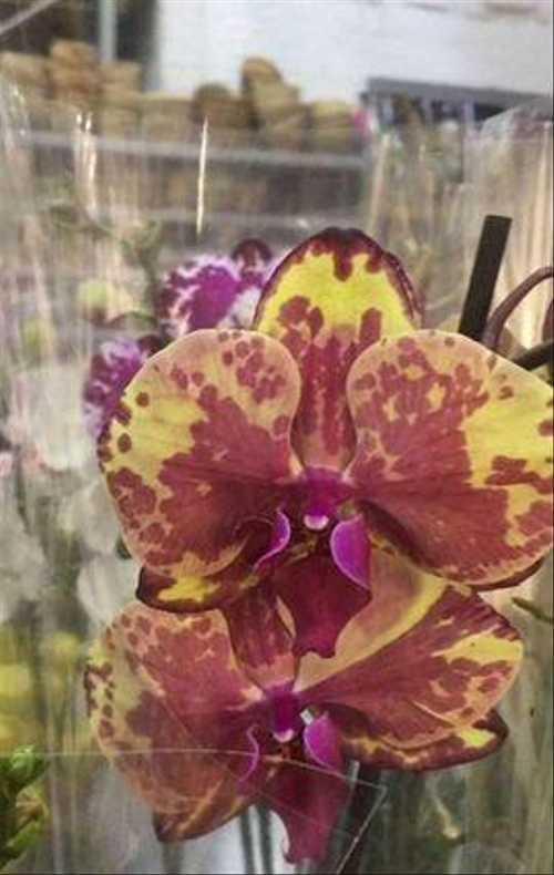 Орхидея фаленопсис Аркс Рэй 2 цветоноса