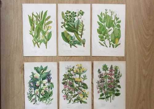 Ботанические листы 1893 год Anne Pratt (10 шт)
