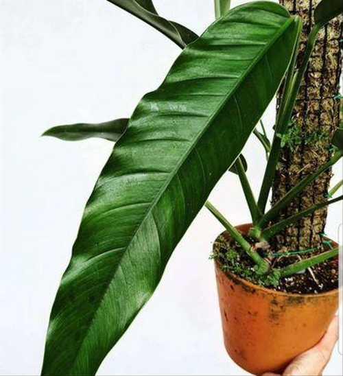 Epipremnum giganteum эпипремнум гигантеум