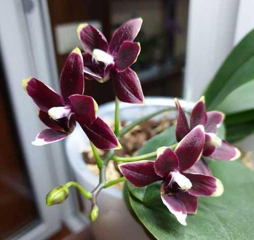 Орхидея фаленопсис Тайсуко кобальт