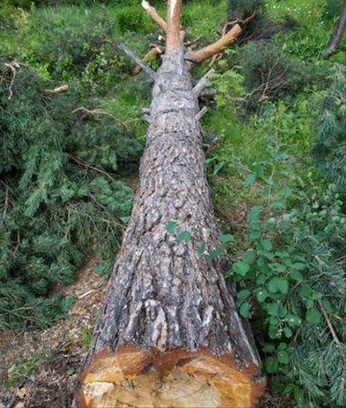 Ствол сосны свежий спил
