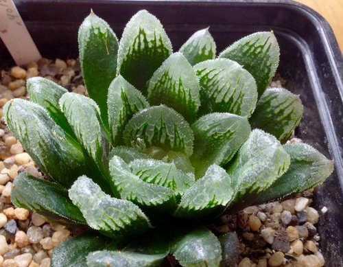 Хавортия гибрид Haworthia cv. Hakuteyoh hybrid