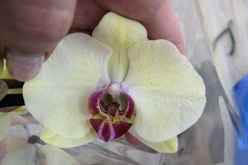 Орхидея фаленопсис Desert Breeze