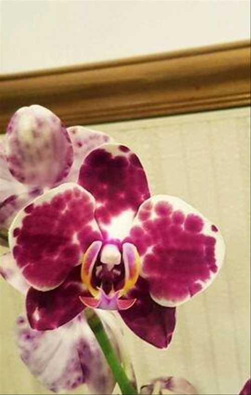 Lady Bug Крапчатая 3 цветоноса орхидея фаленопсис