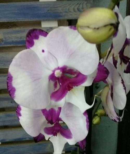 Орхидея Phal. Big Lip Молния цветущий с бутонам