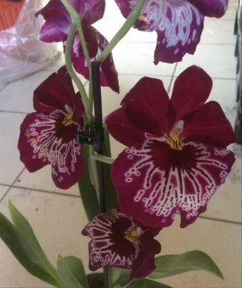 Орхидея, мильтония, дендробиум, фаленопсис