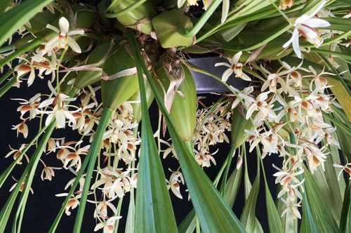 Орхидея Coelogyne Trinervis