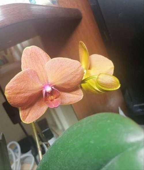 Орхидея фаленопсис карибская Мечта. Цветет