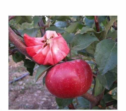 Яблоня красномякотная Байя Мариса (Саженцы)