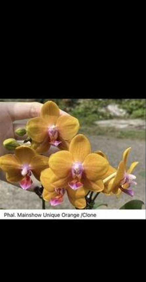 Орхидея Mainshow Unique Orange