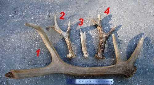 Рога Оригиналы