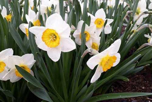Нарциссы -луковица с цветком