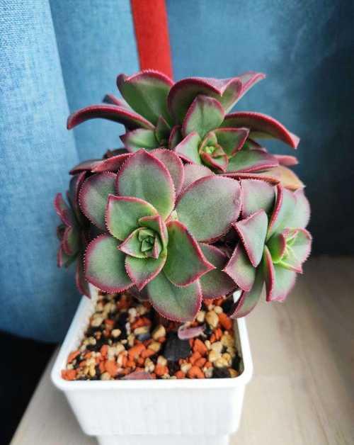 Эониум Киви (декоративный триколор) aeonium decoru