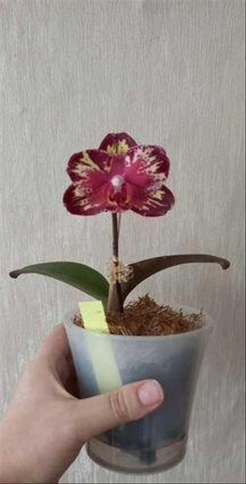 Орхидея фаленопсис Big Bang