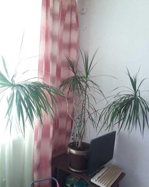 Комнатное растение Драцена