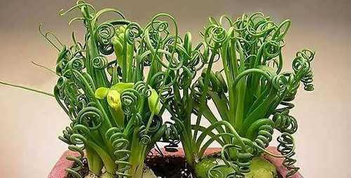 Albuca spiralis - Альбука спиральная, семена