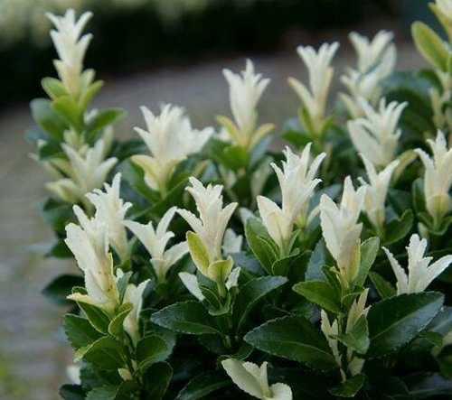 Euonymus Japon. 'paloma Blanca'/бересклет