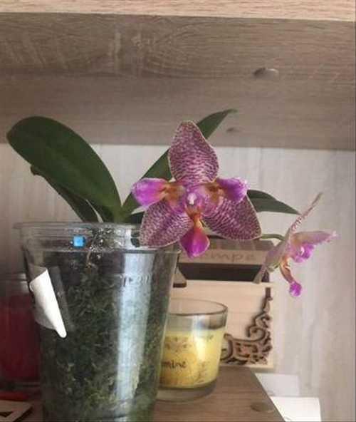 Орхидея фаленопсис сказка