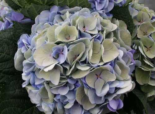 Hydrangea m.-Гортензия крупнолистная Magical Opal