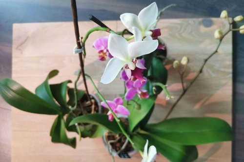 Орхидея Фаленопсис белая, малиновая, розовая