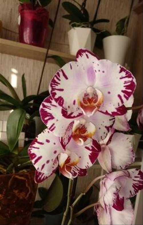 Орхидея фаленопсис Бернадетта (а-ля Легенда)