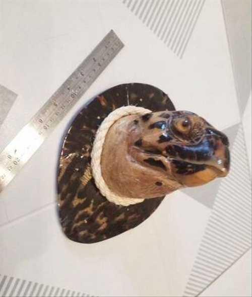 Чучело головы морской черепахи